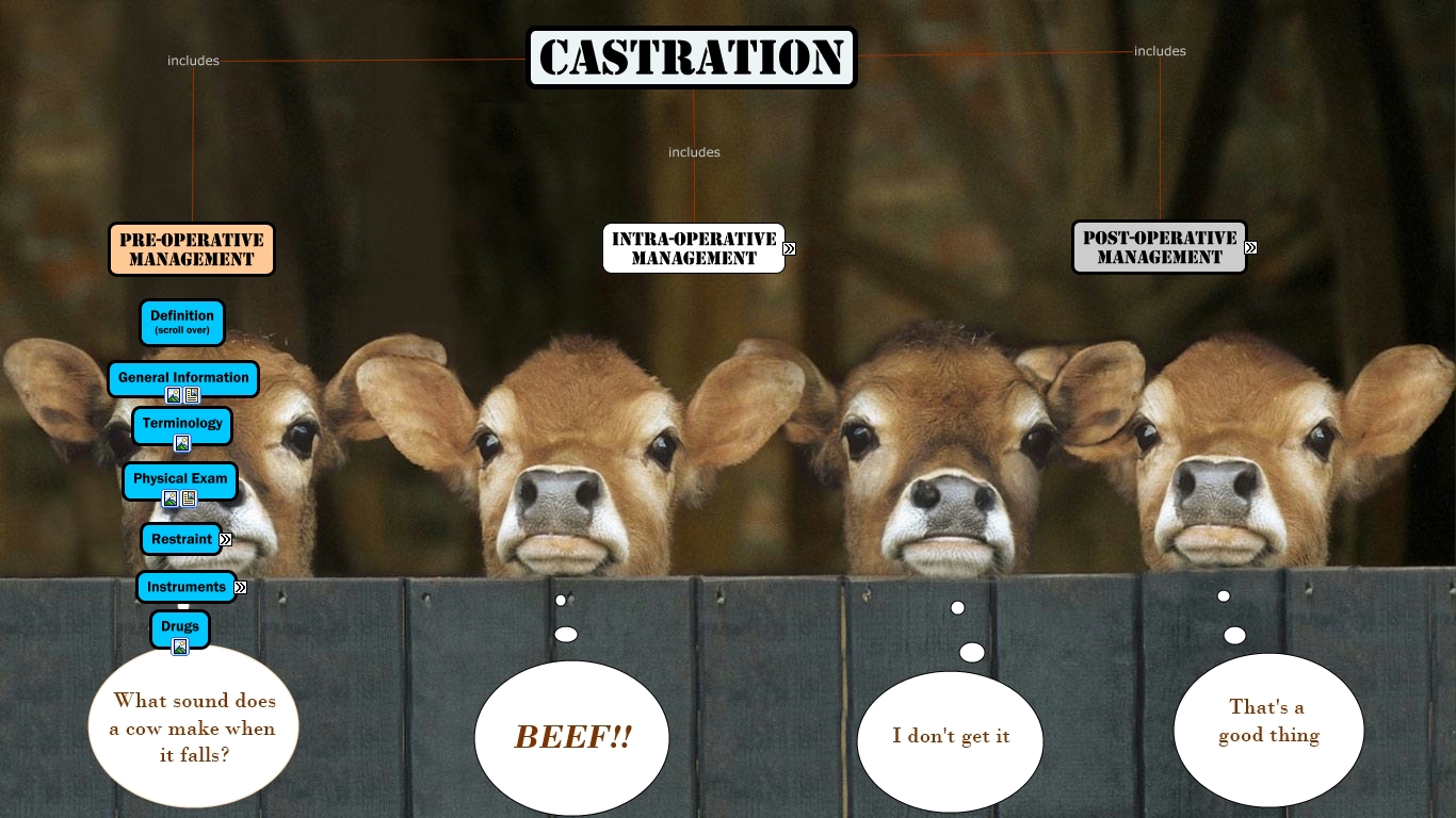 VET 2018 LAS Group E Lab 9 Bovine Castration